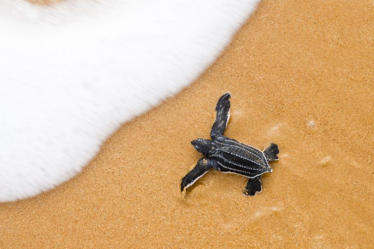 7 Best Places To See Wild Sea Turtles In Florida - Florida Trippers