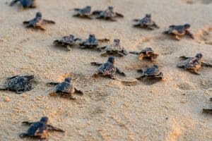 7 Best Places To See Wild Sea Turtles In Florida - Florida Trippers