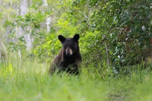 12 Coolest Native Animals in Florida You May See - Florida Trippers