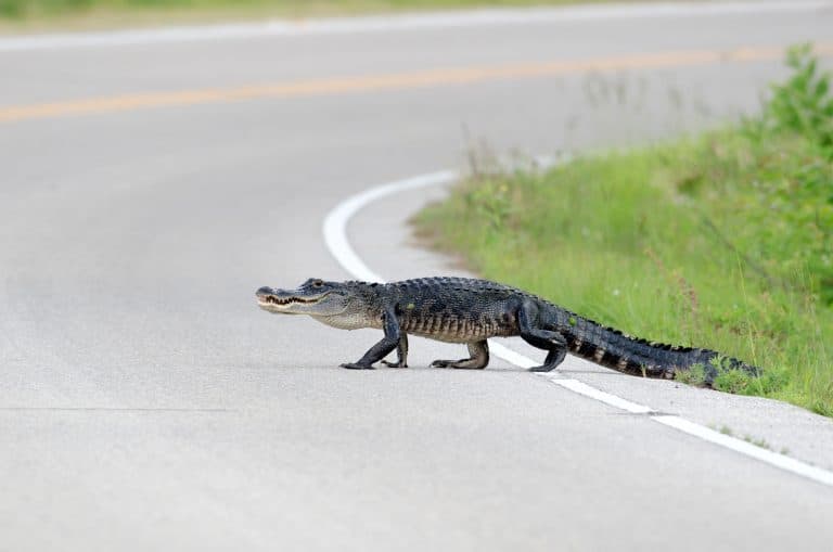 12 Coolest Native Animals in Florida You May See - Florida Trippers