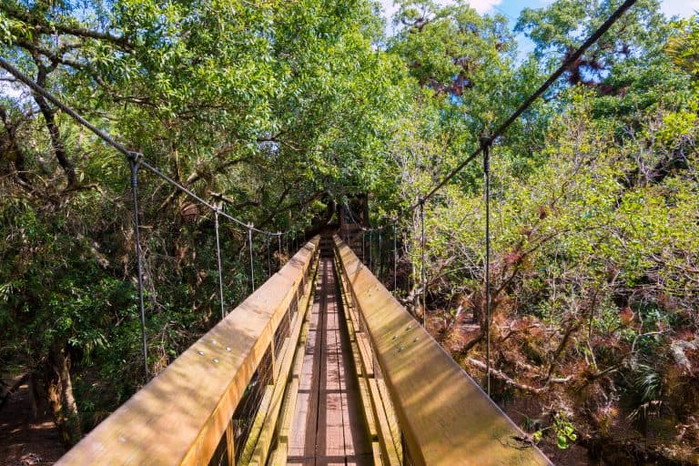 15 Scenic Trails For Hiking in Florida - Florida Trippers