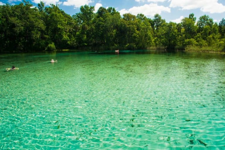 7 Prettiest Springs In Ocala You Must Visit - Florida Trippers