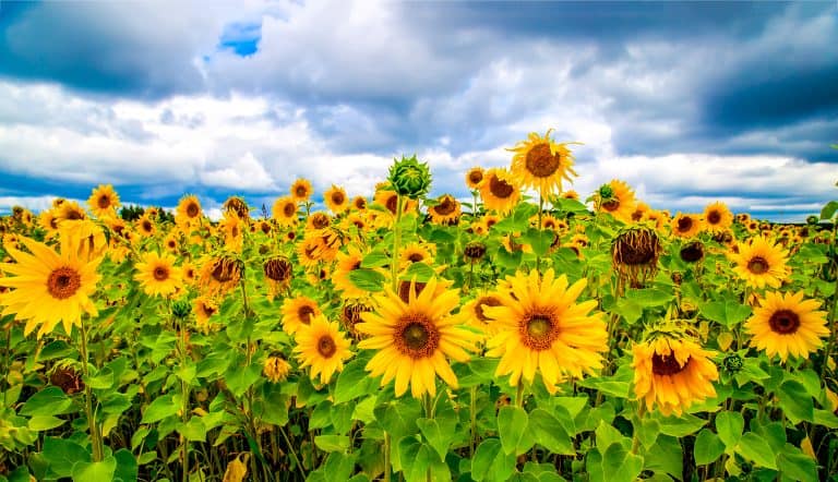 12 Prettiest Sunflower Fields In Florida - Florida Trippers
