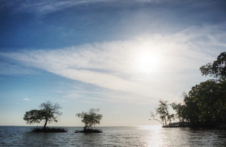 14 Best Boat Tours In Naples Florida (Sunset, Catamaran, Dolphin, and ...