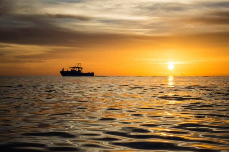 14 Best Boat Tours In Naples Florida (Sunset, Catamaran, Dolphin, and ...