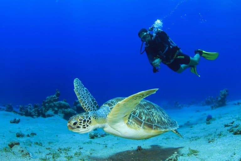 15 Best Places For Scuba Diving In Florida - Florida Trippers