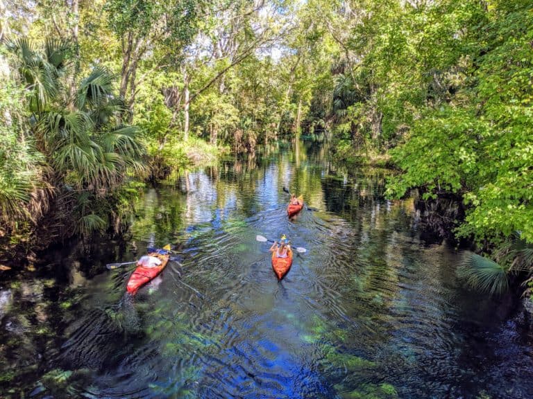 9 Best Places To Kayak With Manatees In Florida - Florida Trippers