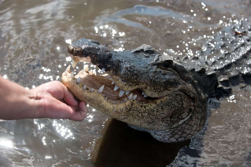 15 Crazy Weird Laws In Florida You May Have Already Broken Florida 15 Crazy Weird Laws In Florida You May Have Already Broken Florida