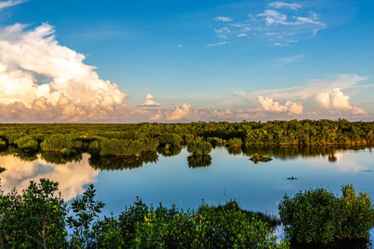 15 Best Things To Do On The West Coast Of Florida (+ Hidden Gems ...