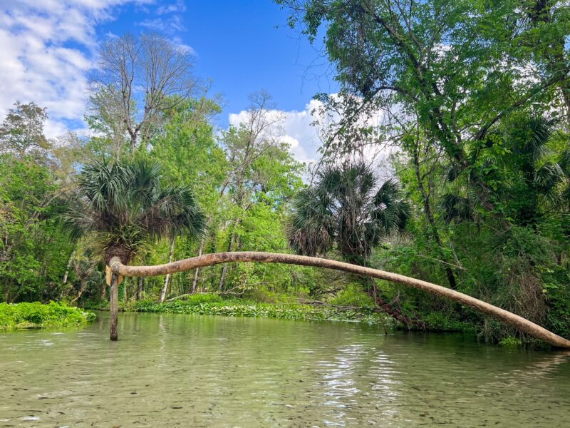 Kings Landing Florida: Kayaking Crystal Clear Emerald Cut - Florida ...