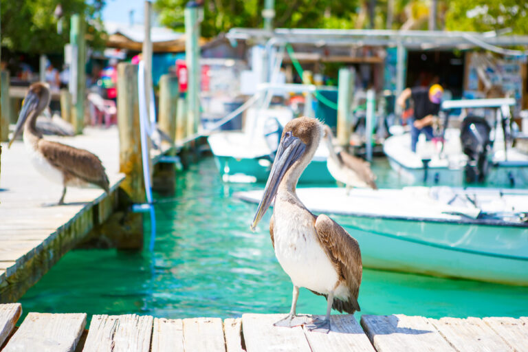 12 Best Things To Do In The Middle Keys You Shouldn't Miss! - Florida ...