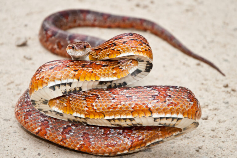 Non-Venomous Vs. Venomous Snakes In Florida: Identification Guide ...