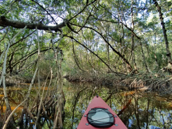 8 Best Places For Kayaking In Miami (And Nearby!) - Florida Trippers