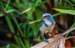 25 Common Birds in Florida: Identification Guide - Florida Trippers