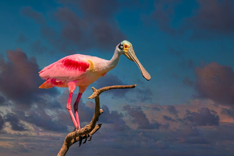 25 Common Birds In Florida Identification Guide Florida Trippers