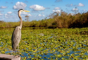 25 Common Birds in Florida: Identification Guide - Florida Trippers